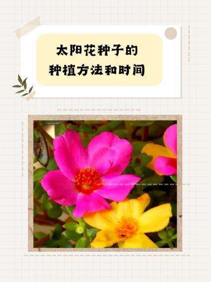 《时间的种子》巩孺萍