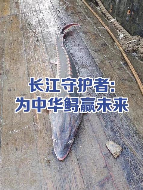 长江守护者截图