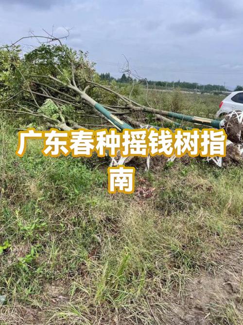 摇钱树什么时候烧图标