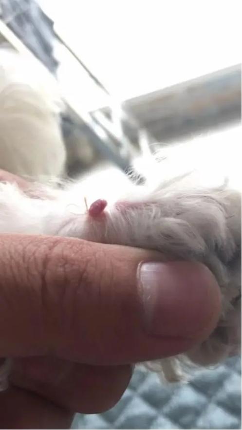 泰迪身上长肉瘤图标