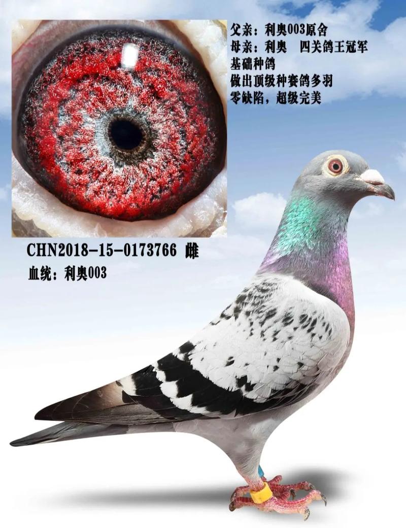 阿蒂利奥·雷戈洛号驱逐舰图标
