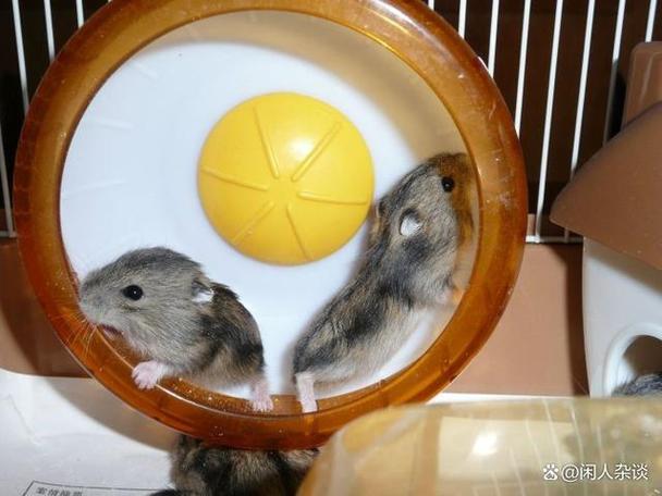 仓鼠可以吃鸡蛋吗图标