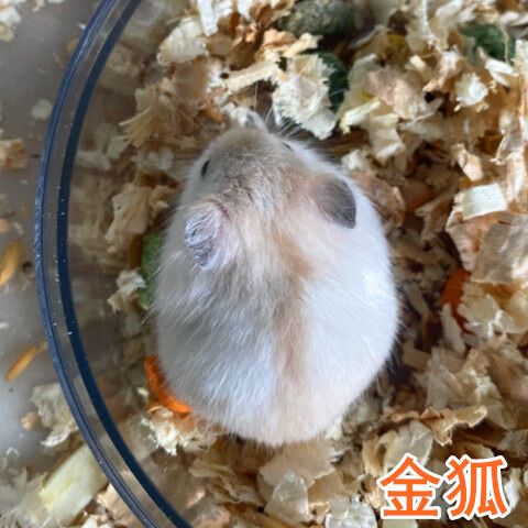 仓鼠小孩子可以玩吗图标