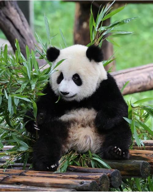 专供出口大熊猫香烟多少一包图标