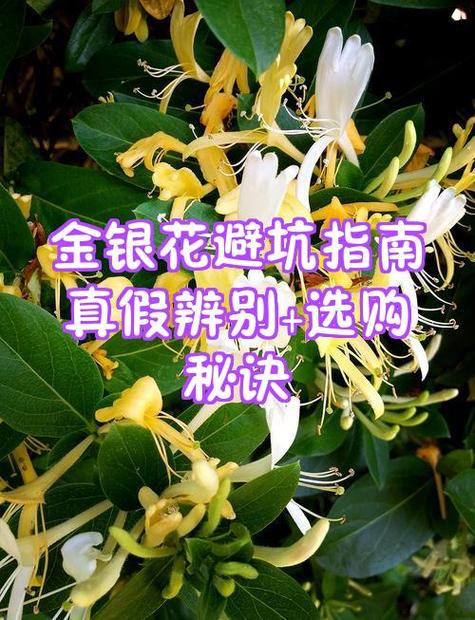 金银花一斤多少钱图标