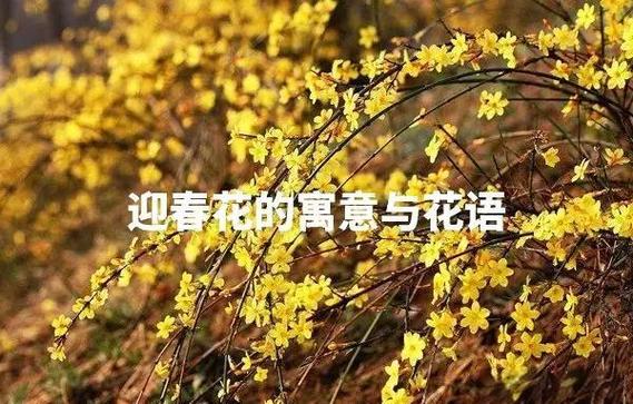花语 永恒图标