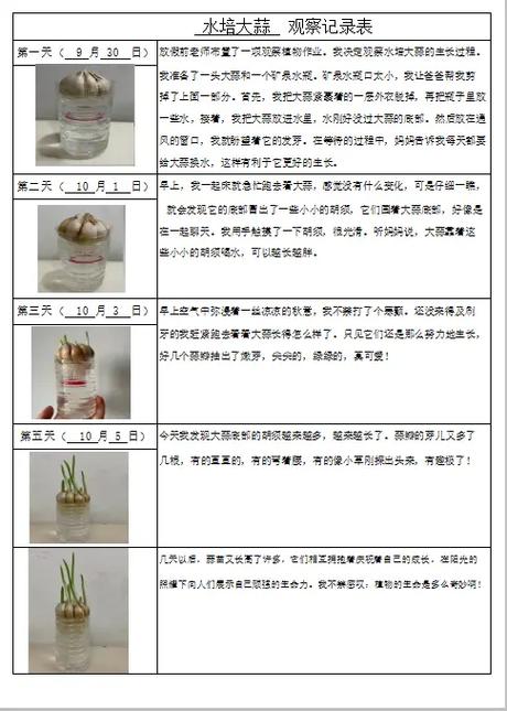 观察大蒜的日记截图