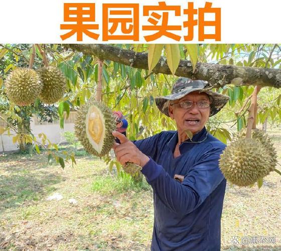 榴莲的叫卖术语