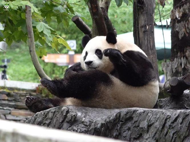 熊猫养成记有群吗图标