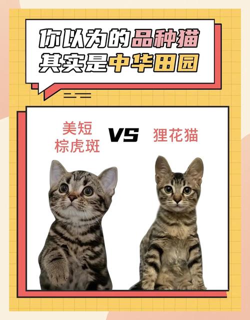 狸花串美短是什么猫截图
