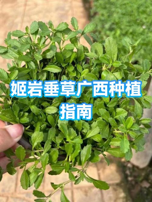 姬岩垂草简介图标