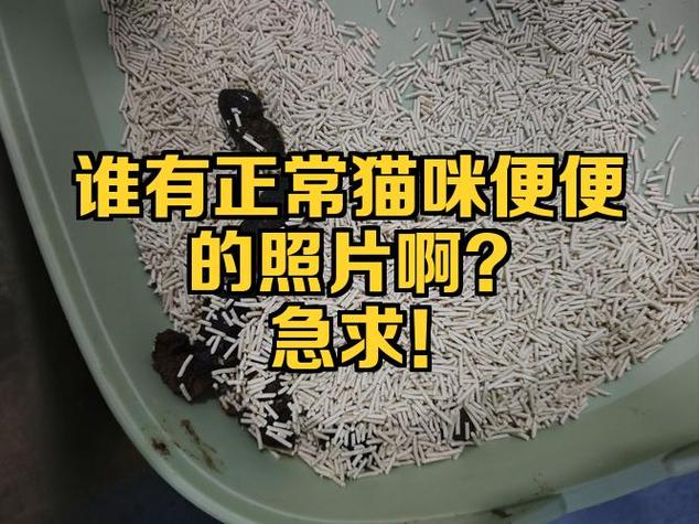 处理猫粪便会得病吗