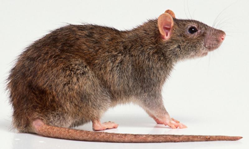 rat和mice有什么区别图标