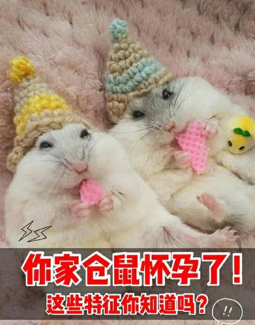 仓鼠几岁会怀孕图标
