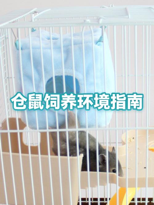 夏天仓鼠用陶瓷窝还是木窝好