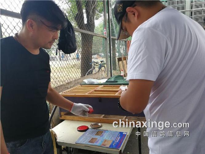 鸽会赛事直播图标