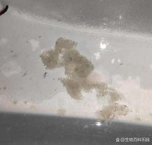 鱼缸有白色絮状物怎么办图标