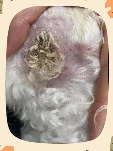 泰迪狗上眼皮长了个红包