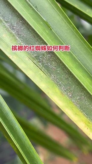 红蜘蛛病毒视频图标