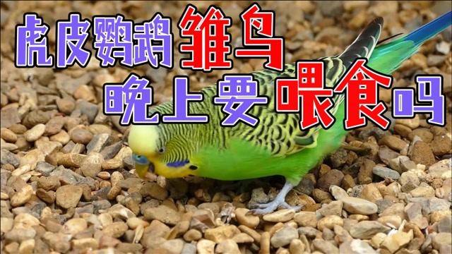鹦鹉雏鸟晚上用喂吗图标