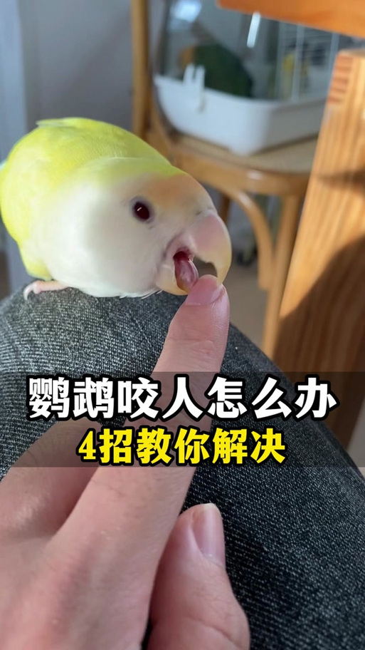 怎样才能让鹦鹉不咬人图标