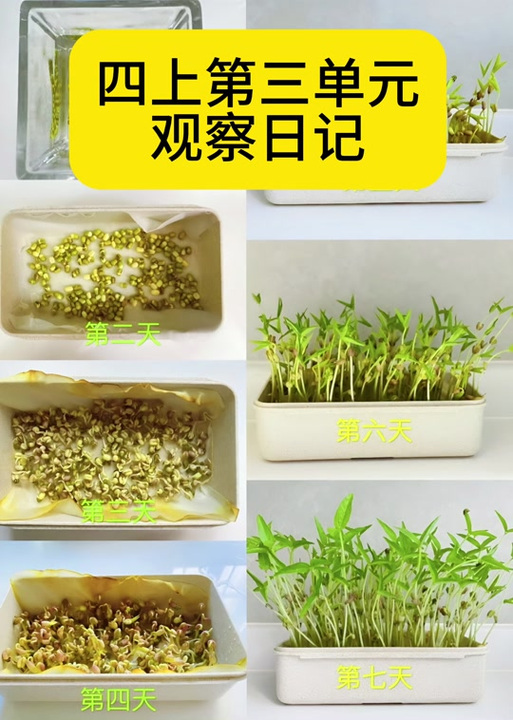 碗豆可以发豆芽吗图标