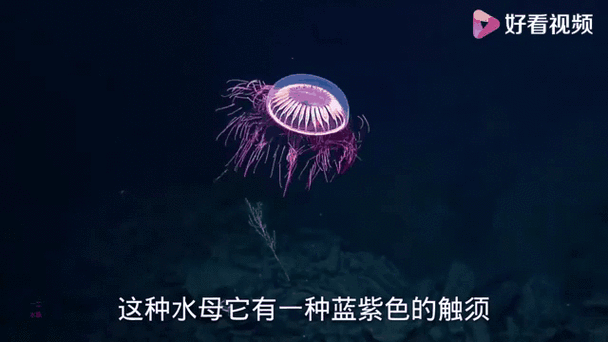 水母软件怎么安装图标