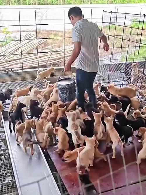 养肉狗的利润与成本图标