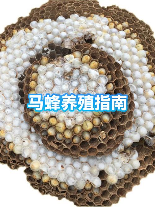 养马蜂新手入门教程截图