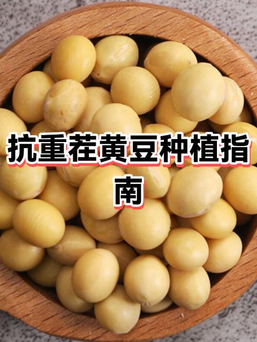 大豆重茬有什么办法截图