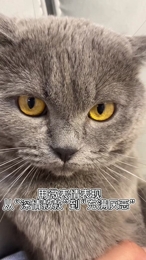 抖音小猫白眼截图