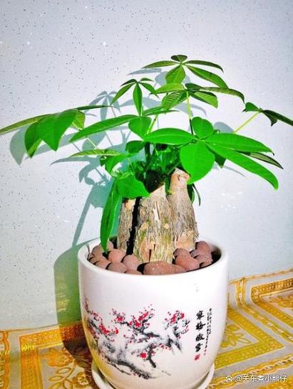 怎样种植发财树视频教程图标