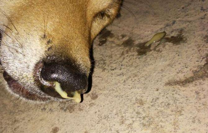 犬瘟初期鼻涕照片图标