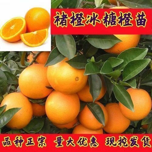 冰糖橙是橙子吗图标