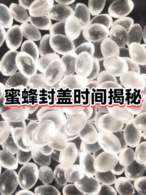 蜜蜂会认主人吗图标