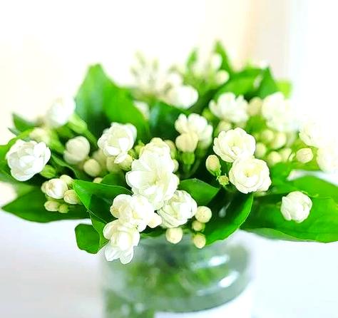 茉莉的花语图标