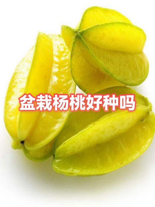 杨桃怎么种植图标