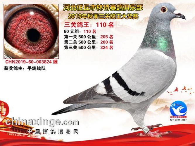 林特赛鸽俱乐部截图