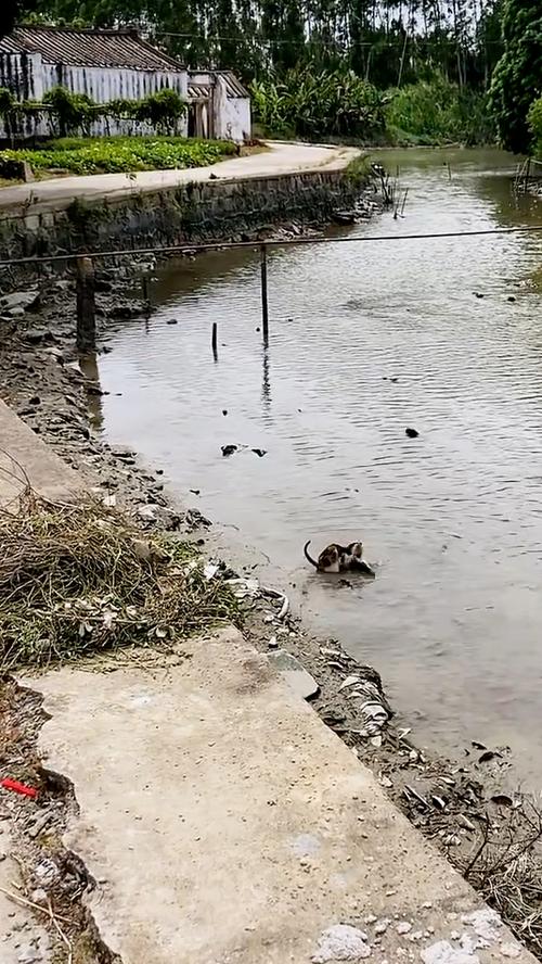 猫捕鱼截图