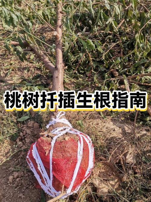 桃树扦插生根最快方法截图