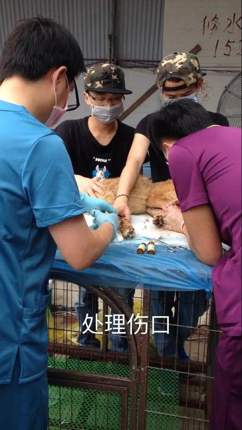 24小时上门收猫电话图标