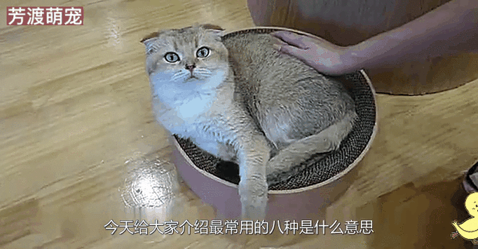 猫咪短声喵是什么意思图标