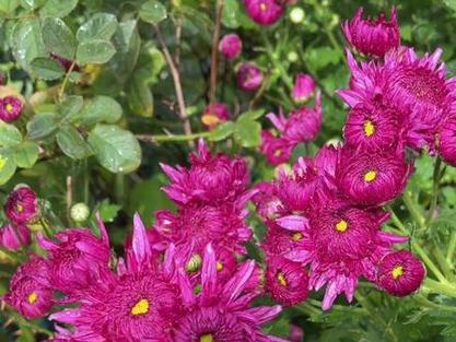 菊花又叫什么图标