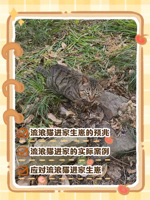 流浪猫来家里是什么预兆图标