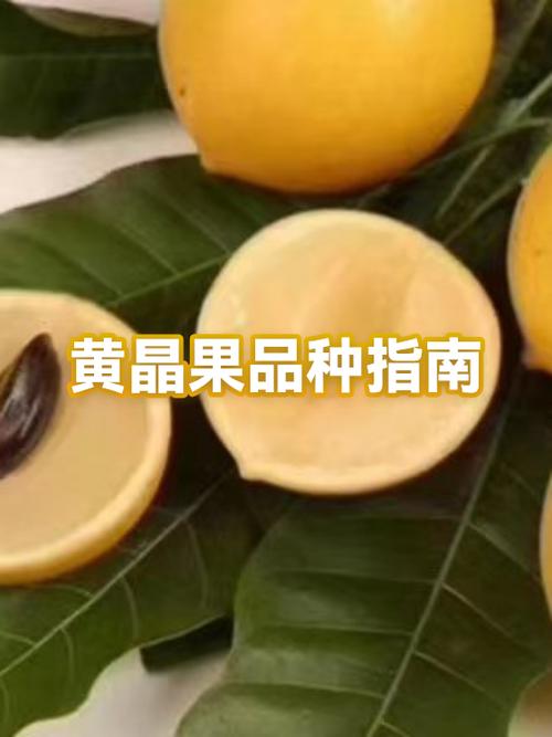 黄晶果品种介绍图标