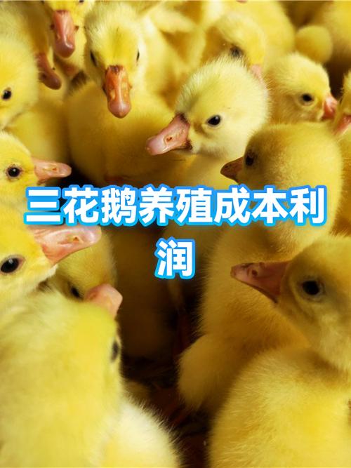 养3000只鹅的成本利润图标