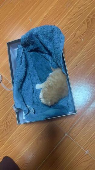 捡到一只招财猫图标