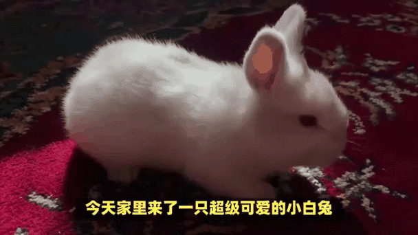 白兔影评截图