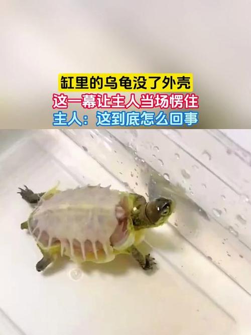 乌龟突然不见了截图
