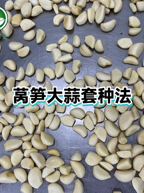 大蒜套种什么最好图标